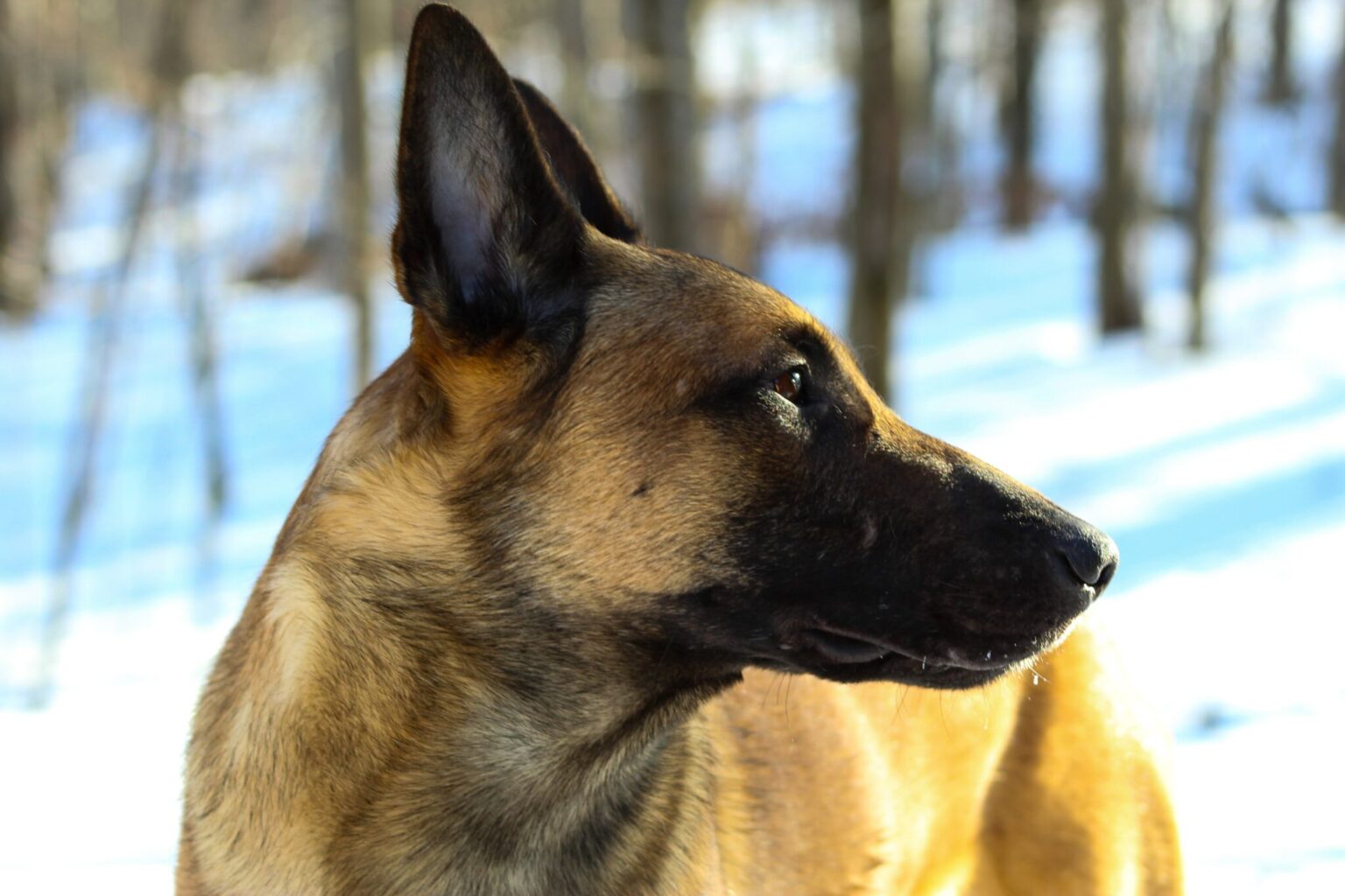 Belgian Malinois Dog Breed Information And Pictures | Puppy Heaven