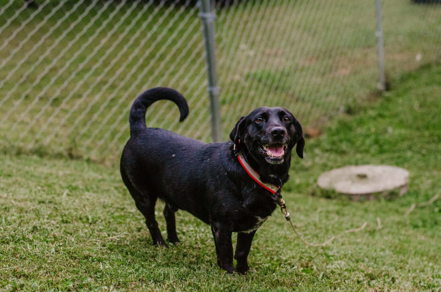 Dachsador Dog Breed Information And Pictures | Puppy Heaven