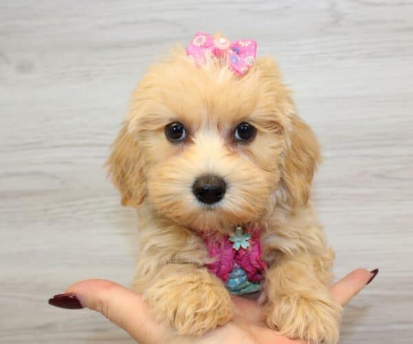 PuppyHeaven | Toy & Teacup Puppies For Sale