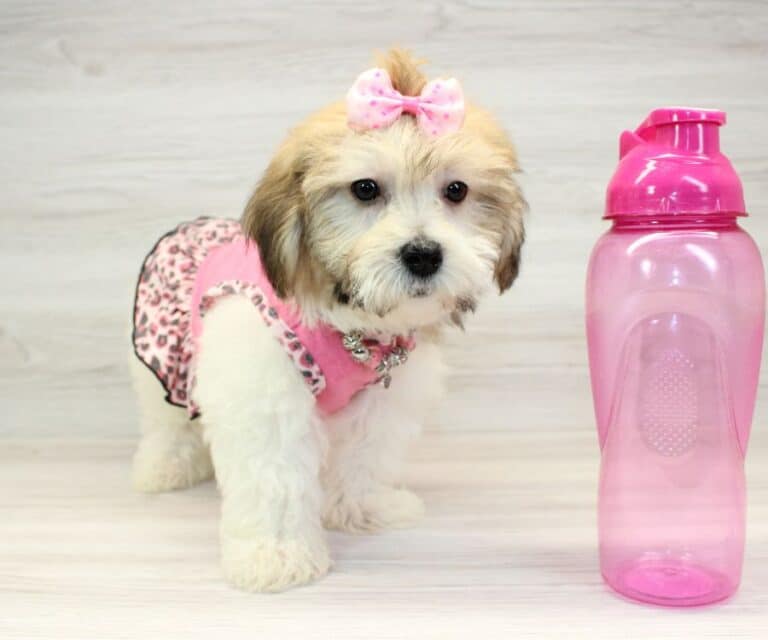 PuppyHeaven | Toy & Teacup Puppies For Sale