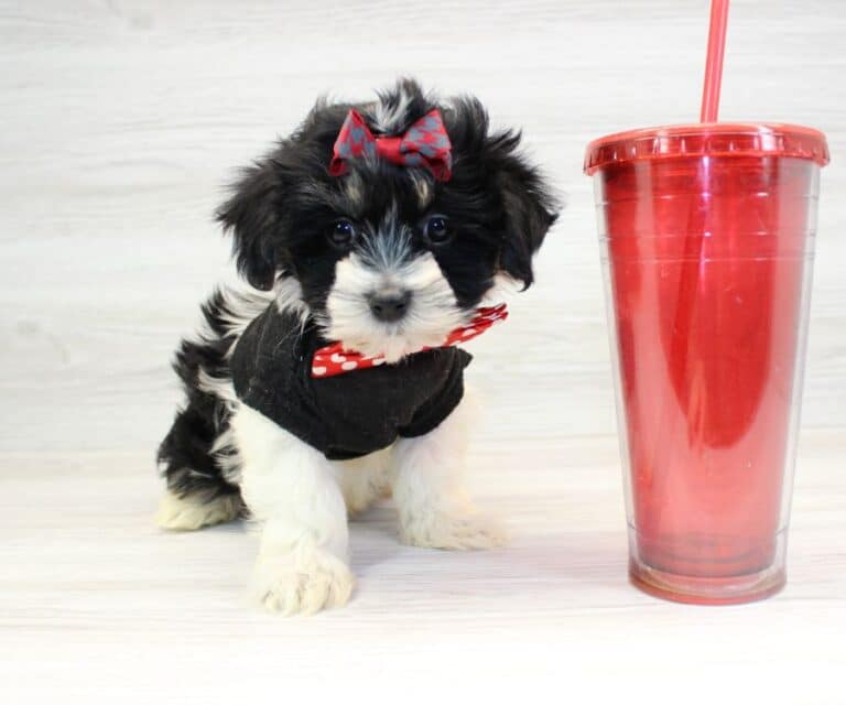 PuppyHeaven | Toy & Teacup Puppies For Sale