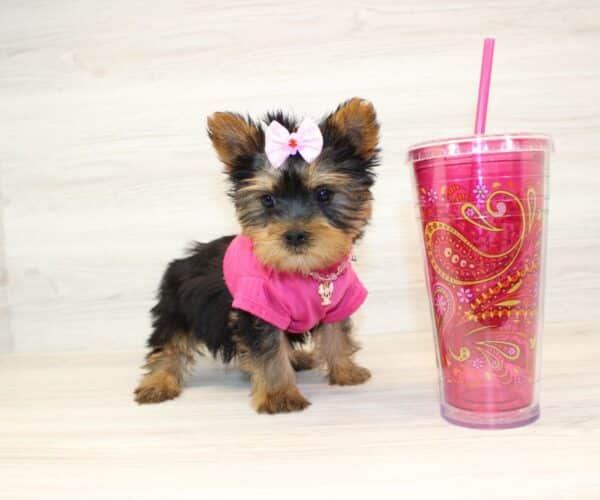 PuppyHeaven | Toy & Teacup Puppies For Sale