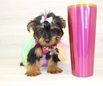 Puppy Heaven - Teacup & Toy Puppies For Sale | Toy & Teacup Puppies For ...