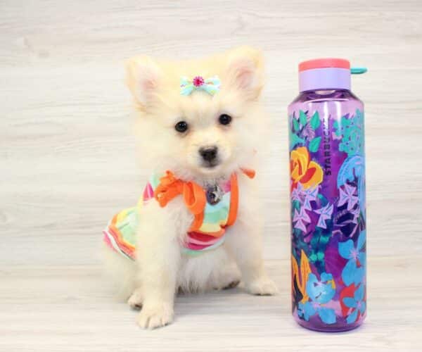 PuppyHeaven | Toy & Teacup Puppies For Sale