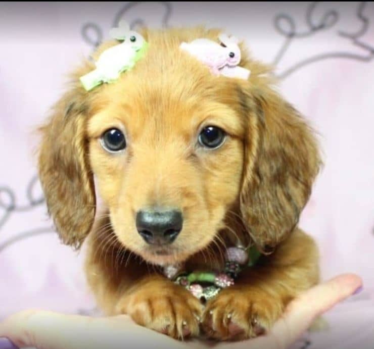 Available Puppies | Puppy Heaven - Teacup & Toy Puppies For Sale