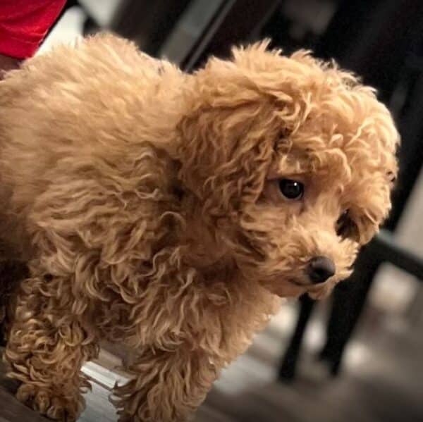 Available Puppies | Puppy Heaven - Teacup & Toy Puppies For Sale