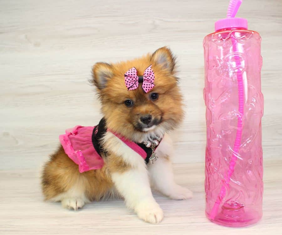 Available Puppies | Puppy Heaven - Teacup & Toy Puppies For Sale