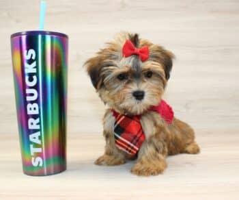 Puppy Heaven - Teacup & Toy Puppies For Sale | Toy & Teacup Puppies For ...