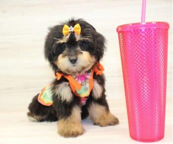 Puppy Heaven - Teacup & Toy Puppies For Sale | Toy & Teacup Puppies For ...