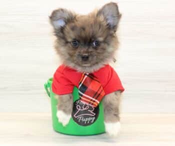 Puppy Heaven - Teacup & Toy Puppies For Sale