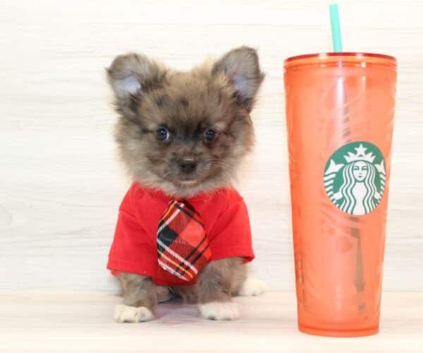 Puppy Heaven - Teacup & Toy Puppies For Sale | Toy & Teacup Puppies For ...