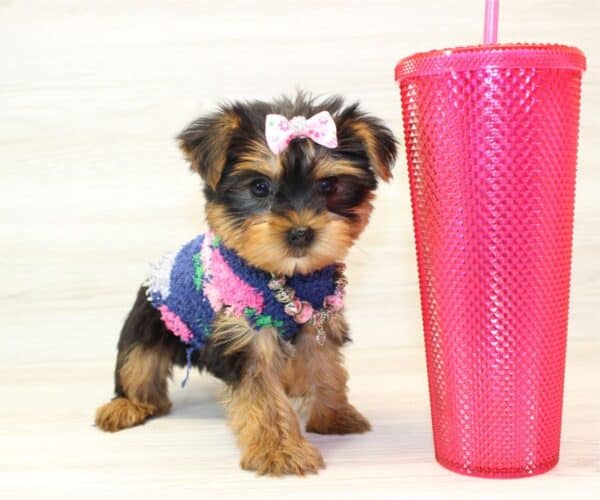 Puppy Heaven - Teacup & Toy Puppies For Sale | Toy & Teacup Puppies For ...