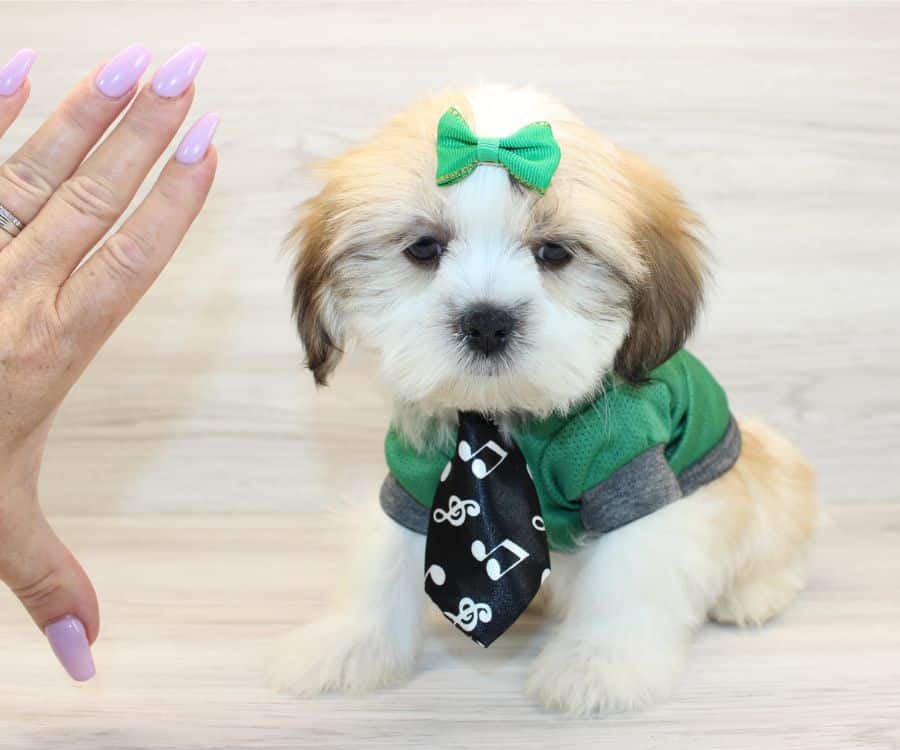 Puppy Heaven - Teacup & Toy Puppies For Sale