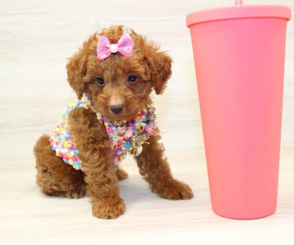 Puppy Heaven - Teacup & Toy Puppies For Sale | Toy & Teacup Puppies For ...