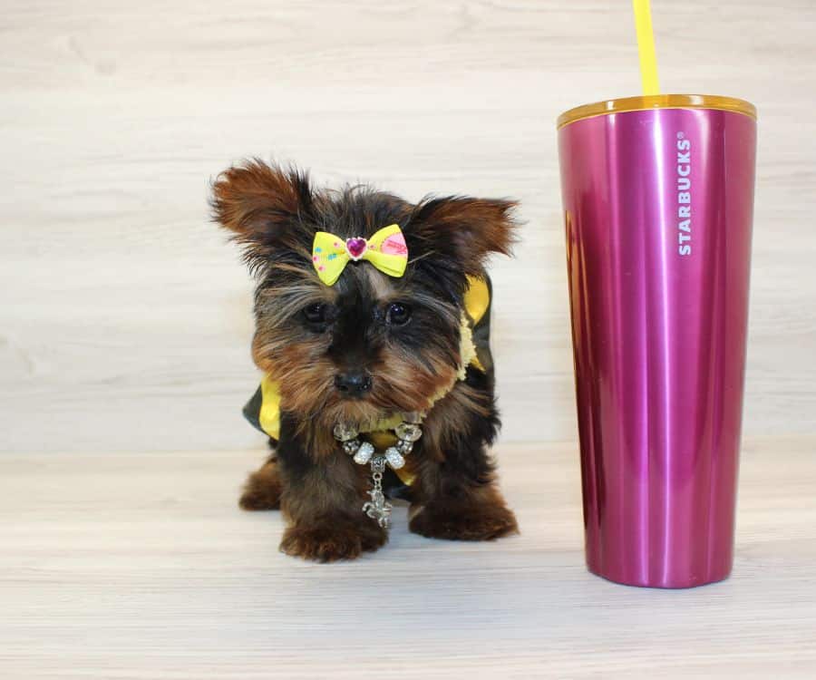 Puppy Heaven - Teacup & Toy Puppies For Sale | Toy & Teacup Puppies For ...