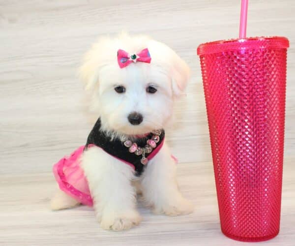 Puppy Heaven - Teacup & Toy Puppies For Sale | Toy & Teacup Puppies For ...