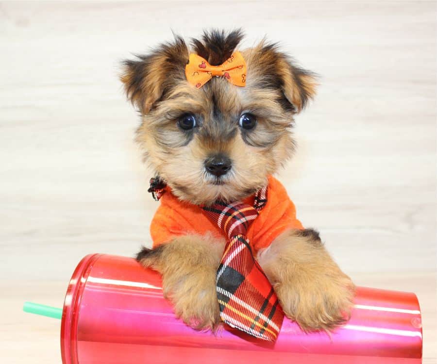 Puppy Heaven - Teacup & Toy Puppies For Sale | Toy & Teacup Puppies For ...