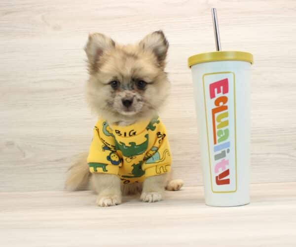 Puppy Heaven - Teacup & Toy Puppies For Sale