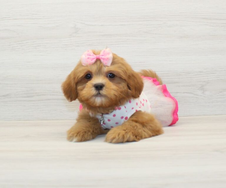 Cameron Diaz - ShihPoo Puppy Adopted by Zahra from San Diego, CA 92117 ...