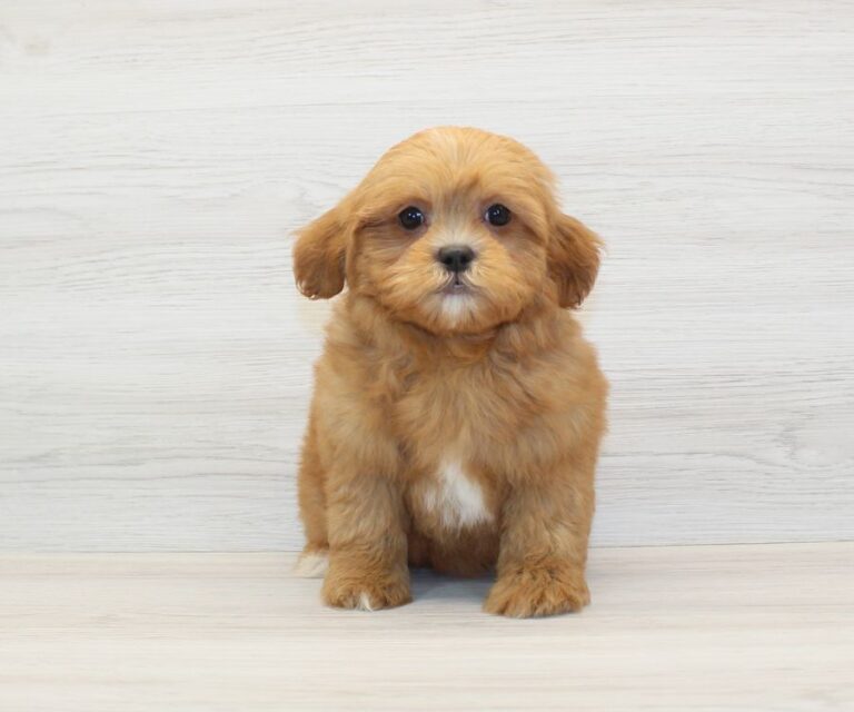 Cameron Diaz - ShihPoo Puppy Adopted by Zahra from San Diego, CA 92117 ...