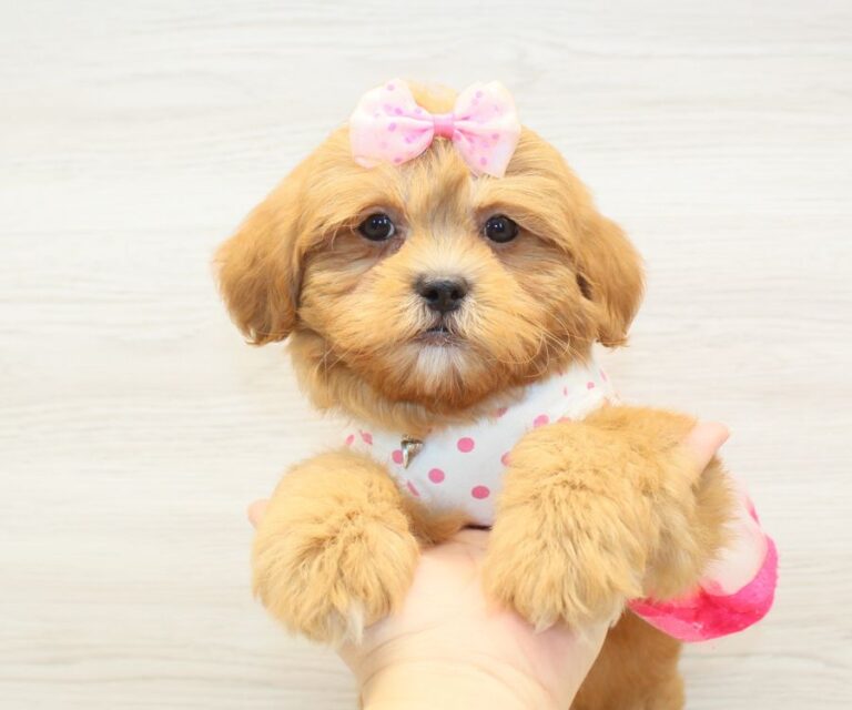 Cameron Diaz - ShihPoo Puppy Adopted by Zahra from San Diego, CA 92117 ...